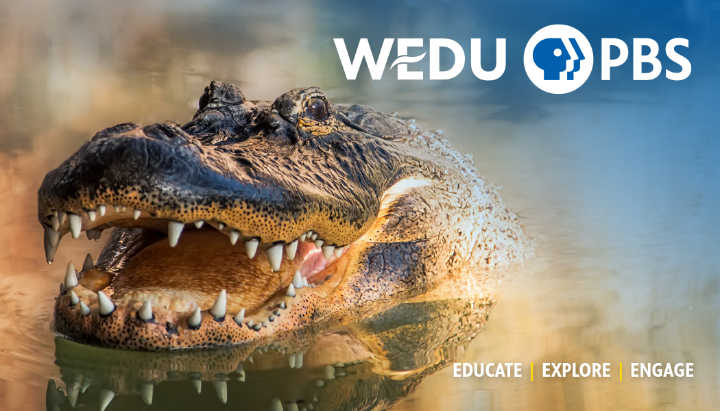 WEDU PBS Rebrand - Infinite Meows